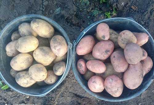 Продам вкусный картофель со своего огорода излишки