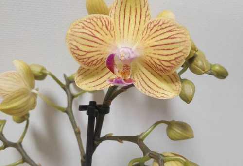 Желтая орхидея мультифлора