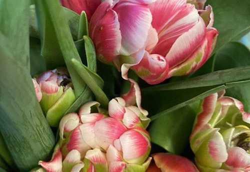 Пионовидные тюльпаны оптом