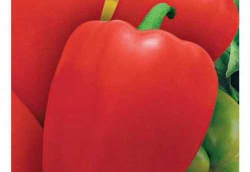 Рассада томатов и перцев