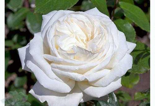 Роза карликовая Ломоносов