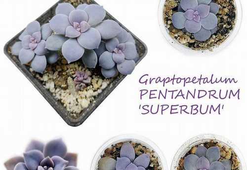 Суккуленты: Graptopetalum pentandrum 'superbum'