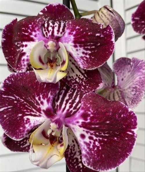 Орхидея фаленопсис Арт Нуве