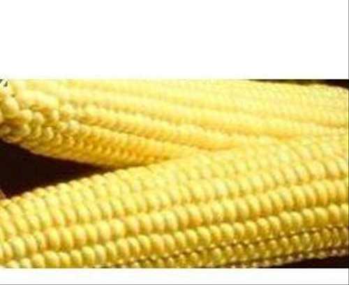 Семена Кукуруза