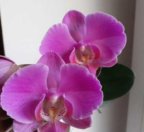 Орхидея фаленопсис зацветающая