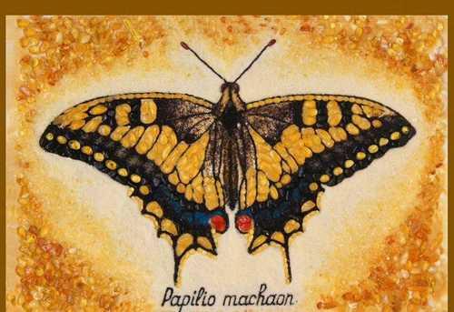 Картина из янтаря - Бабочка Papilio Machaon Array
