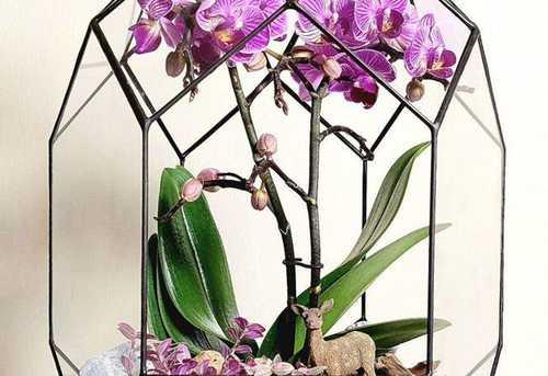 Флорариум с мини орхидеей Фаленопсис мультифлора