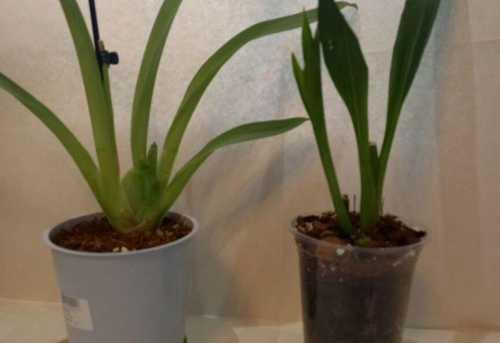 Орхидея мильтония, зигопеталум, дендрофаленопсис