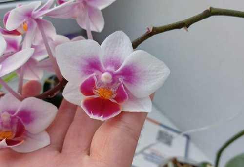 Детка орхидеи