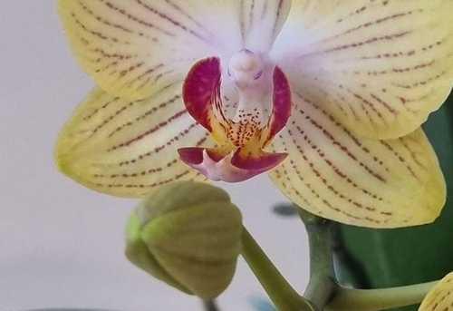 Орхидея фаленопсис Goldeb baby