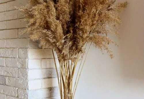 Пампасная трава сухоцвет для декора