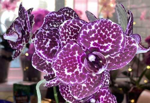 Орхидея фаленопсис «Дикий Кот»