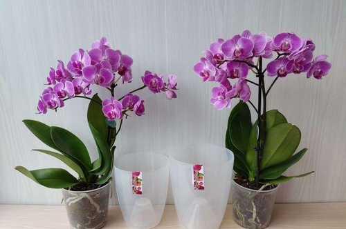 Кашпо для цветов Орхидея