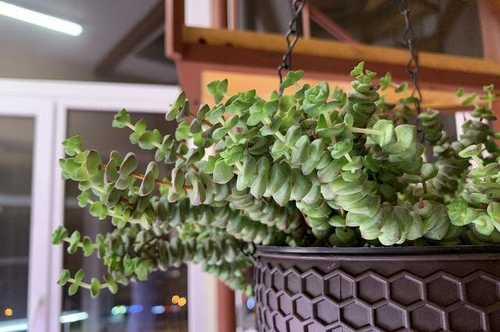 Крассула марнье crassula marnieriana