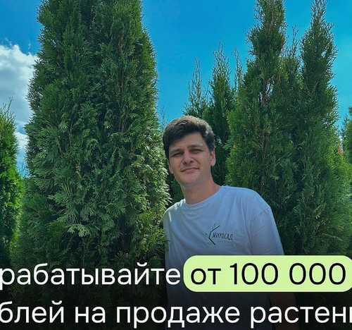 Дропшиппинг на туях и елях