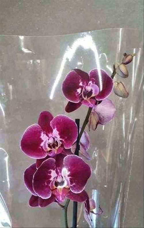 Орхидея фаленопсис тёмная 65-75см
