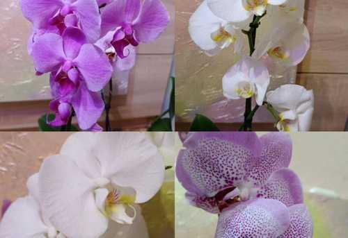 Орхидея фаленопсис,цветущие,цветы комнатные