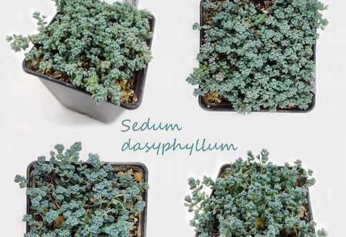 Суккуленты: Sedum dasyphyllum