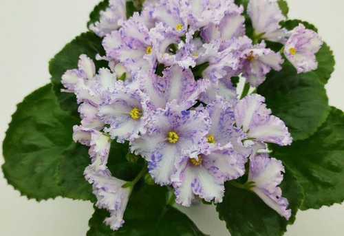 Фиалки химеры цветущие