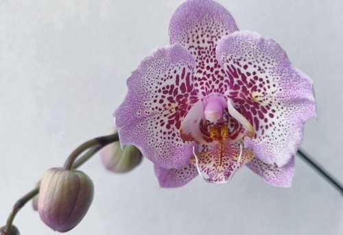 Орхидея бабочка Сого Даймонд