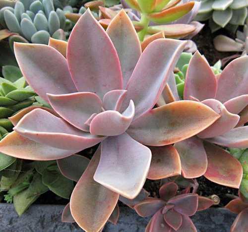 Graptoveria "Fred Ives"