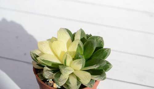 Haworthia Obtusa var. (Хавортия Вариегатная) (SCT2