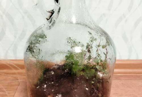 Закрытый флорариум (экосистема в бутылке)