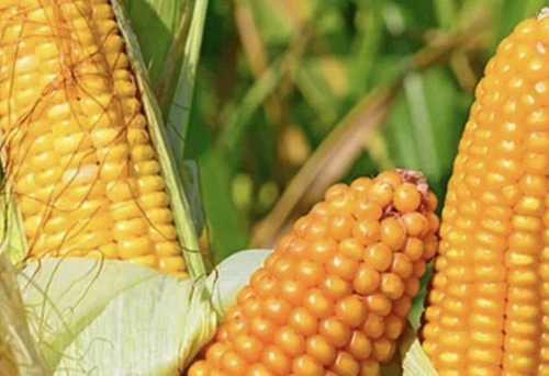 Семена кукурузы лг 3285 фао 270