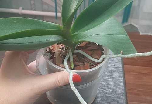 Орхидея Confetio