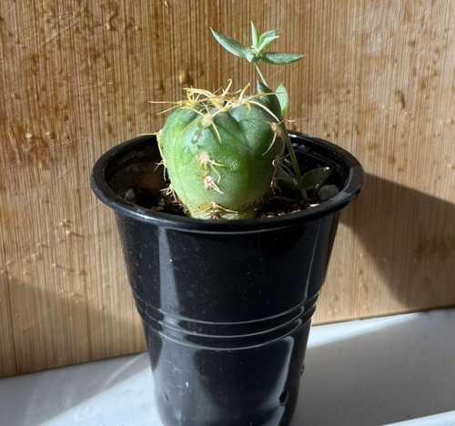 Gymnocalycium denudatum ‘Jan Shuba’