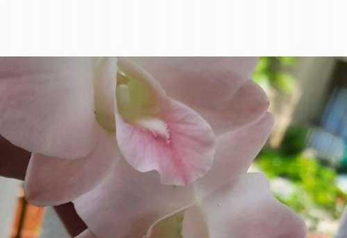 Орхилея Дендробиум