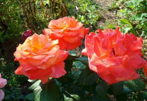 Саженцы красивых роз "кристофоро коломбо" оптом