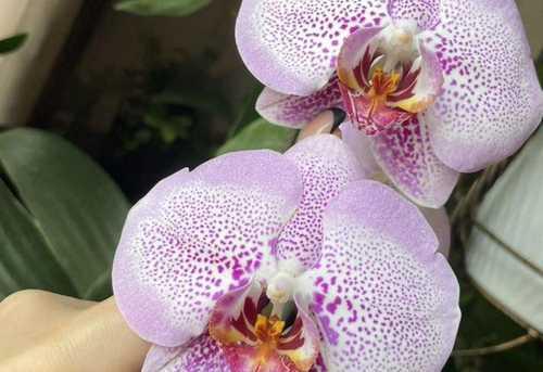 Орхидея фаленопсис Сого даймонд без мутации