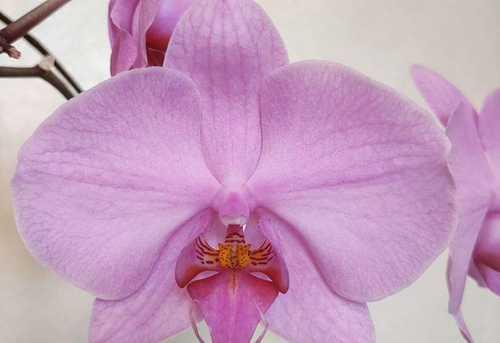 Орхидея мультифлора цветёт