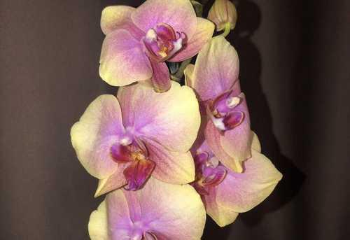 Восхитительная орхидея Сара Блаш (Avatar, Sparx)