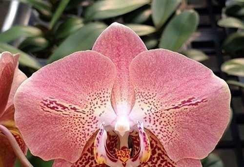 Орхидея leco Fantastic