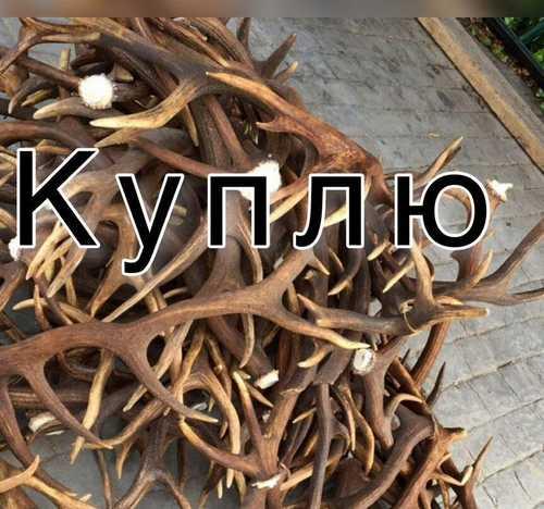 Рога Лось, Олень