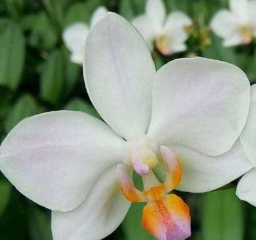 Орхидея фаленопсис Хатуюки