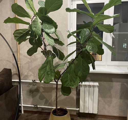 Фикус лировидный (лирата)