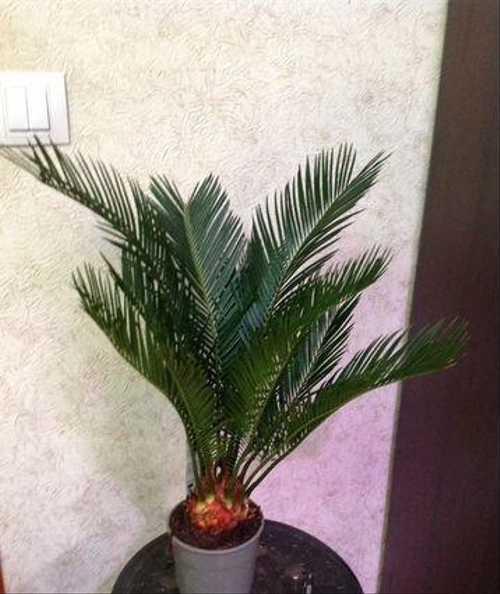 Цикас - эффектная пальма и экзотический подарок др