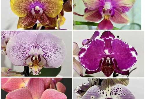 Орхидеи фаленопсис цветущие