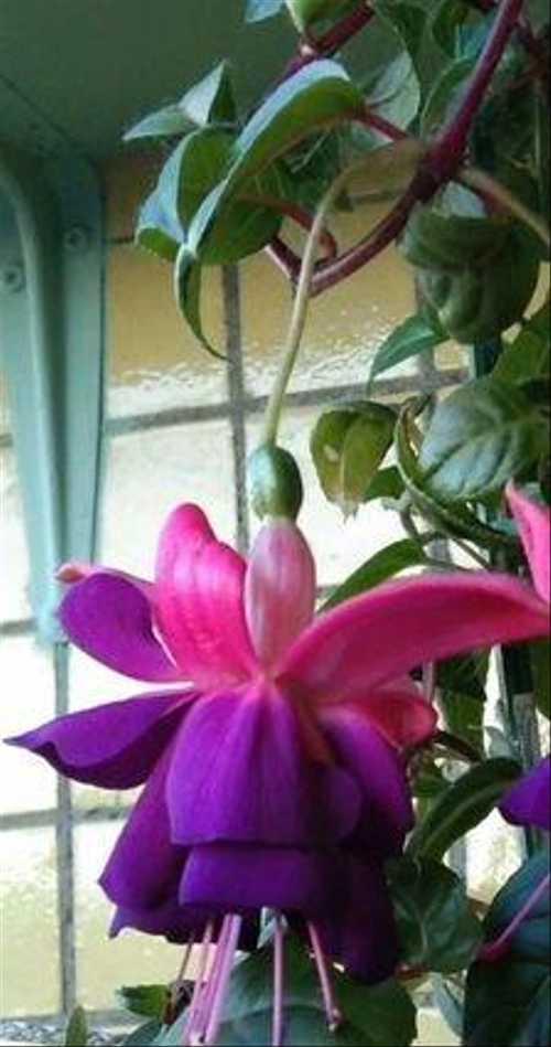 Фуксия, цветущее растение