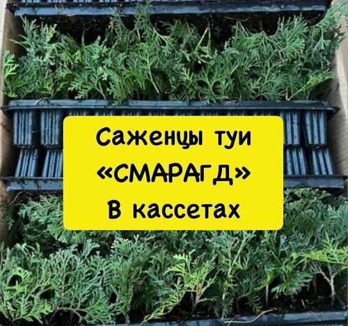 Саженцы туи смарагд из питомника