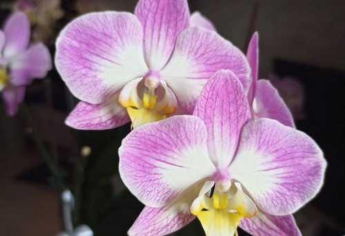 Орхидея фаленопсис Split, Pillow talk