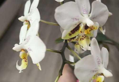 Орхидея Stuartiana Sogo цветет