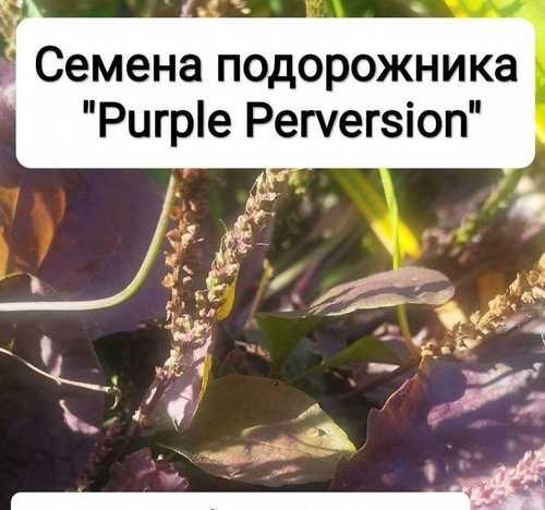 Семена пурпурного подорожника "Purple Perversion"