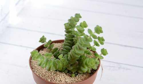 Crassula Marnieriana (Крассула Mарнье) (SCT29323)