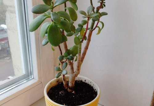 Денежное дерево Толстянка растение, 40см