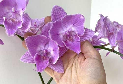 Орхидея фаленопсис бабочка биглип