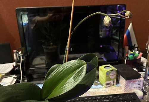 Орхидея фаленопсис похожа на сорт Cassie